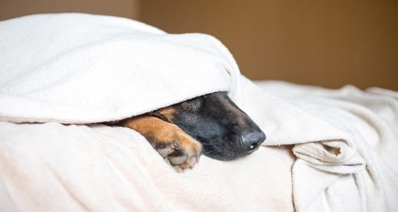 Dogs Undercover – 10 Methods Dogs Use to Dominate the Bed | German ...