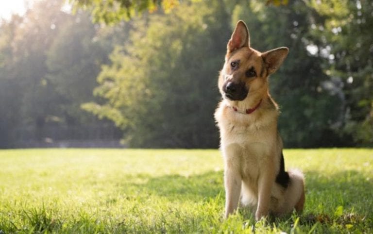 German Shepherd Breed Standards – Size, Characteristics and Coats ...