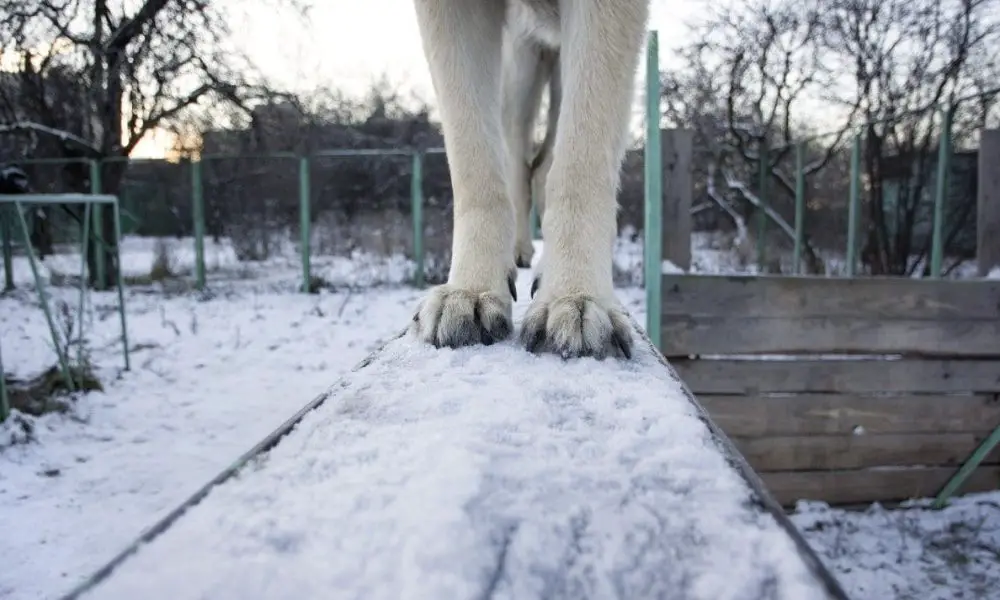 Canine Frostbite – Recognizing and Treating It | German Shepherd Country