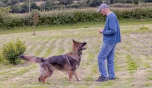German Dog Commands: The Why and How | German Shepherd Country