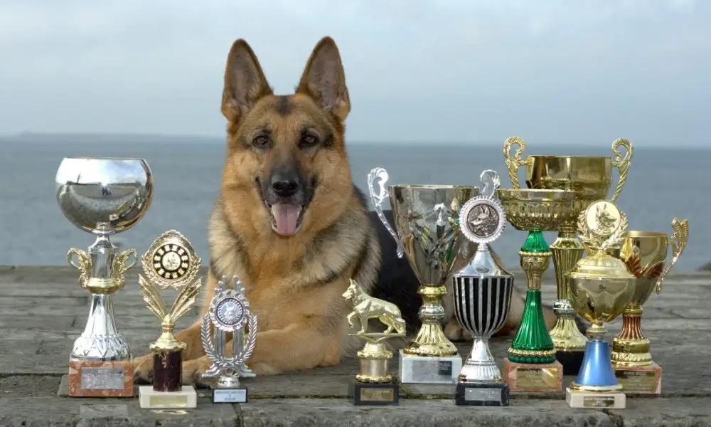german shepherd pedigree Archives | German Shepherd Country
