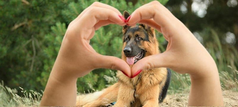 Home | German Shepherd Country