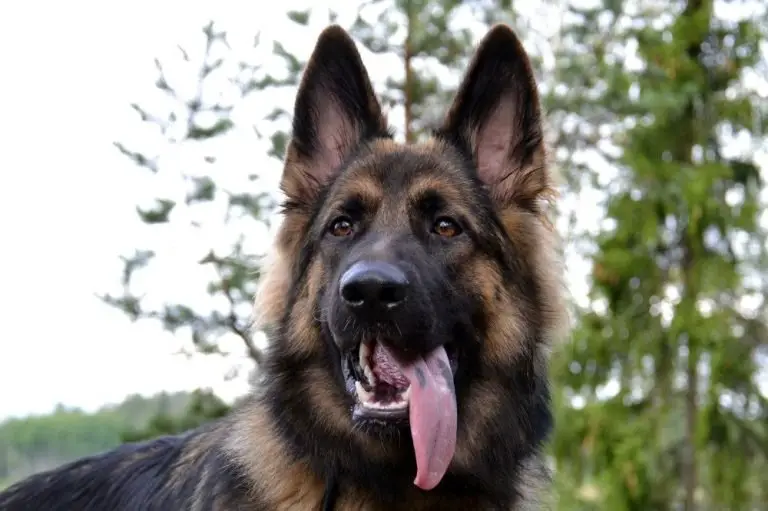 Why Do German Shepherds Have Black Spots on their Tongue? | German ...