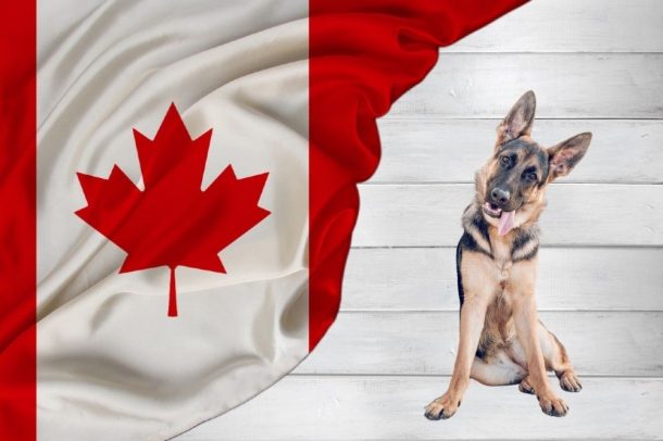 German Shepherd Rescues (2022 Updates) | German Shepherd Country
