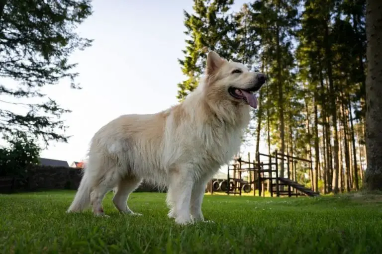 German Shepherd Rescues (2022 Updates) | German Shepherd Country