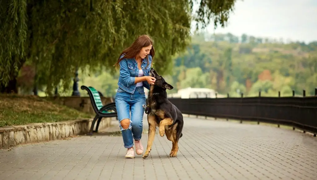 Unexpected Ways Owning a German Shepherd Dog Can Change Your Life ...