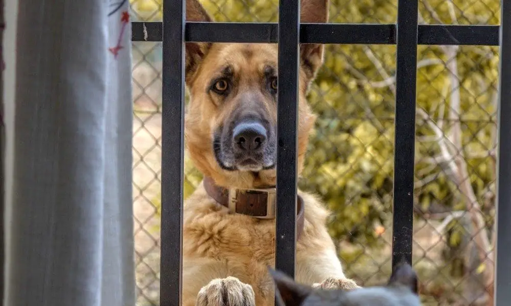 11 Dog Anxiety Symptoms | German Shepherd Country