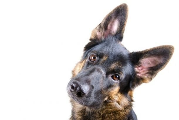 15 Signs You’re A Crazy German Shepherd Owner | German Shepherd Country