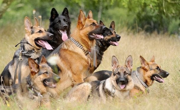 15 Signs You’re A Crazy German Shepherd Owner | German Shepherd Country