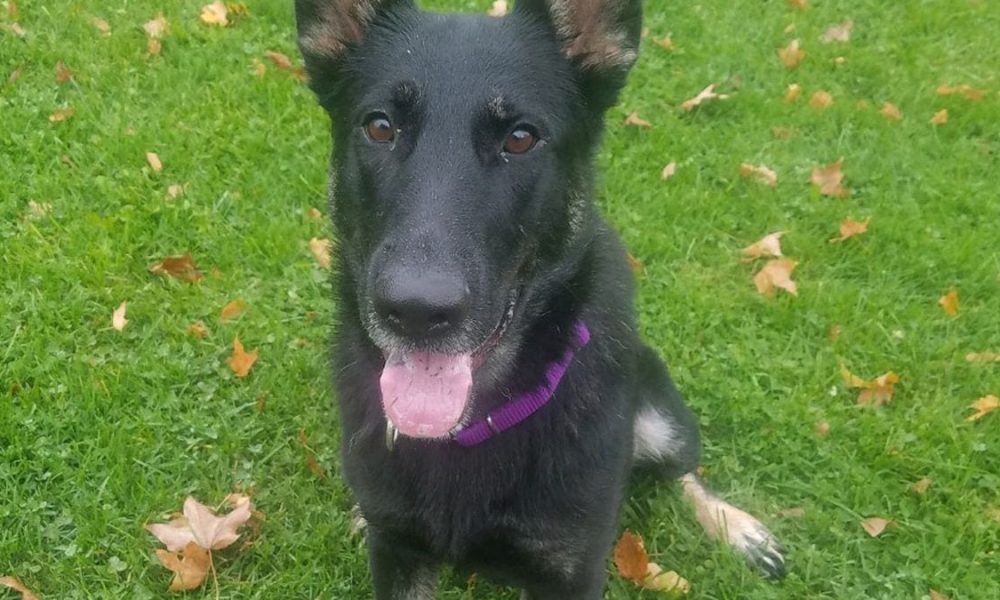Future German Shepherd K9 Officer in Michigan is a Rescue | German ...