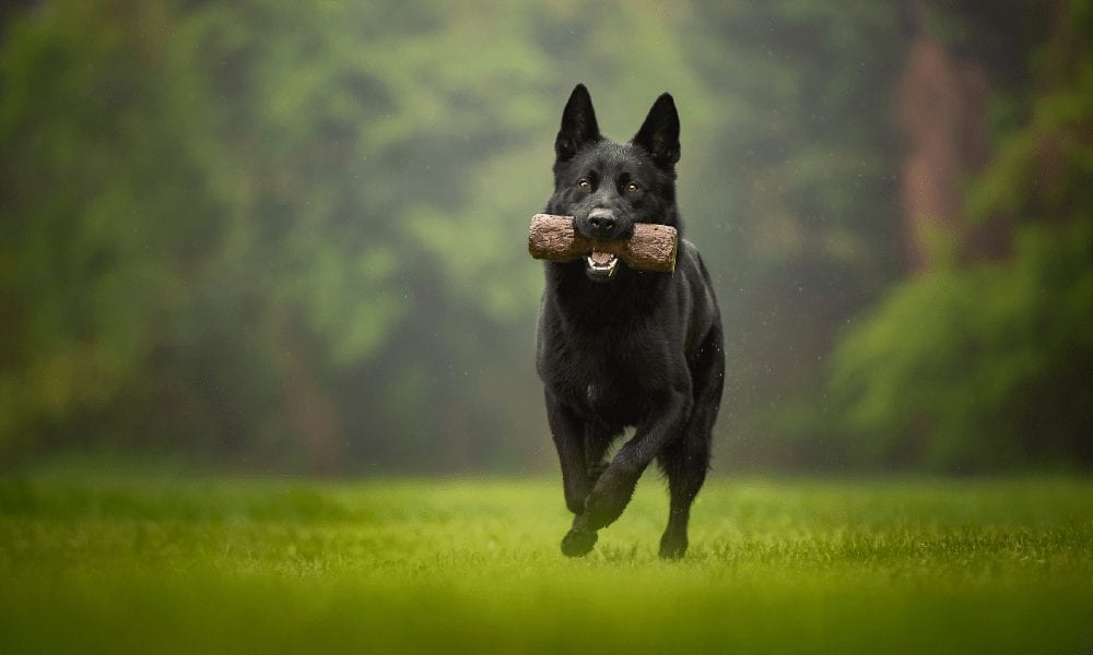 How to Understand the Body Language of Black German Shepherds | German ...