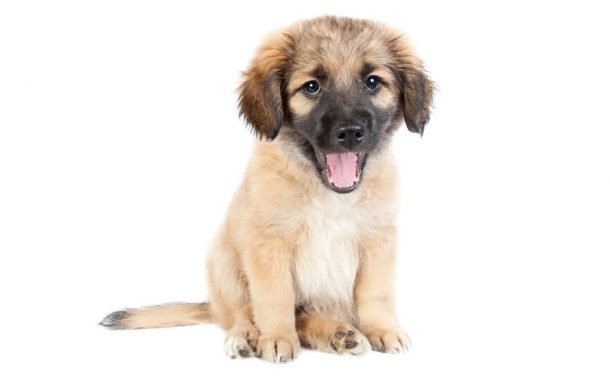 German Shepherd Golden Retriever Mix: 15 Facts | German Shepherd Country