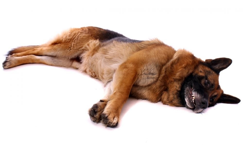 Dog Bloat Symptoms and Prevention | German Shepherd Country