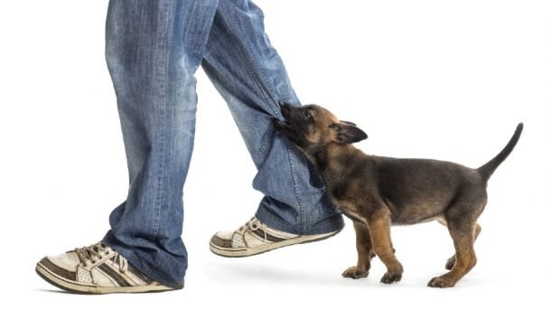 Puppy Biting: How to Stop Puppy Biting | German Shepherd Country