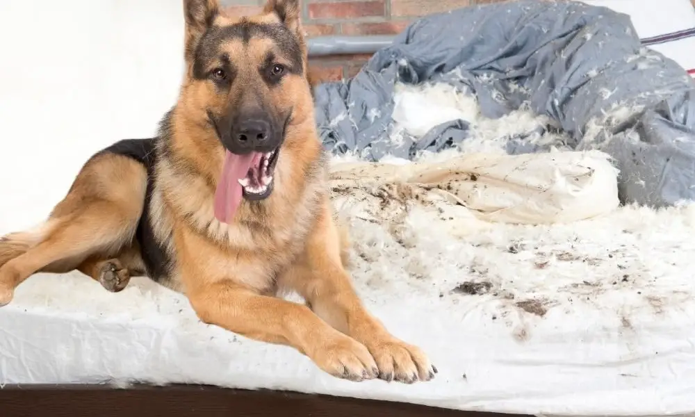 Why Do Dogs Dig in Beds? Reasons and Solutions | German Shepherd Country