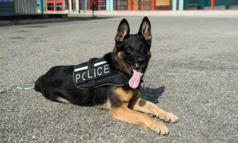 Why Are German Shepherds Police Dogs