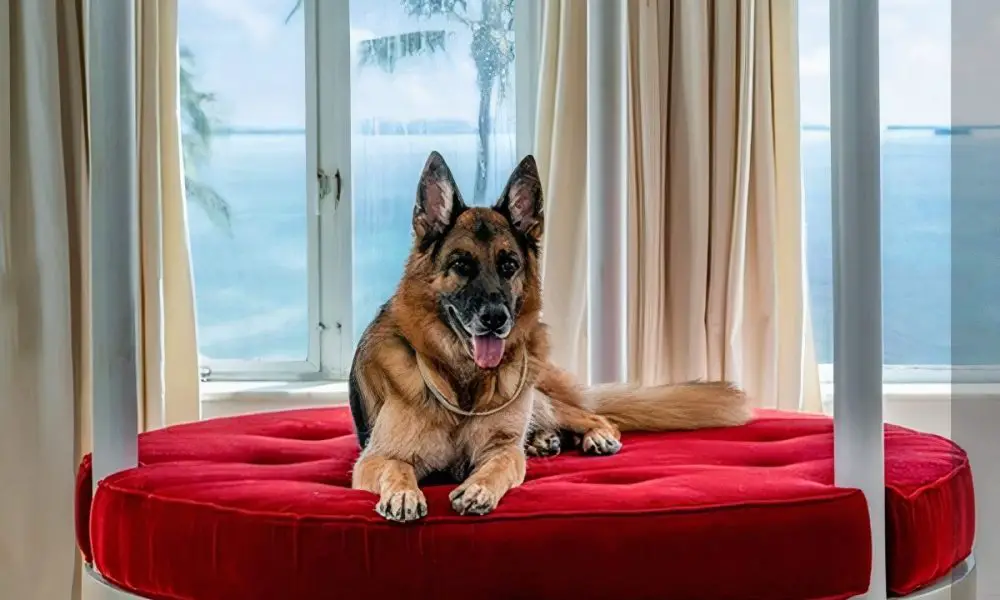 The World’s Wealthiest Dog is Selling Miami Mansion | German Shepherd ...