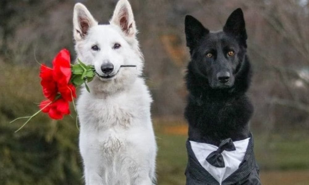 2 German Shepherds and their Black and White Love Story | German ...