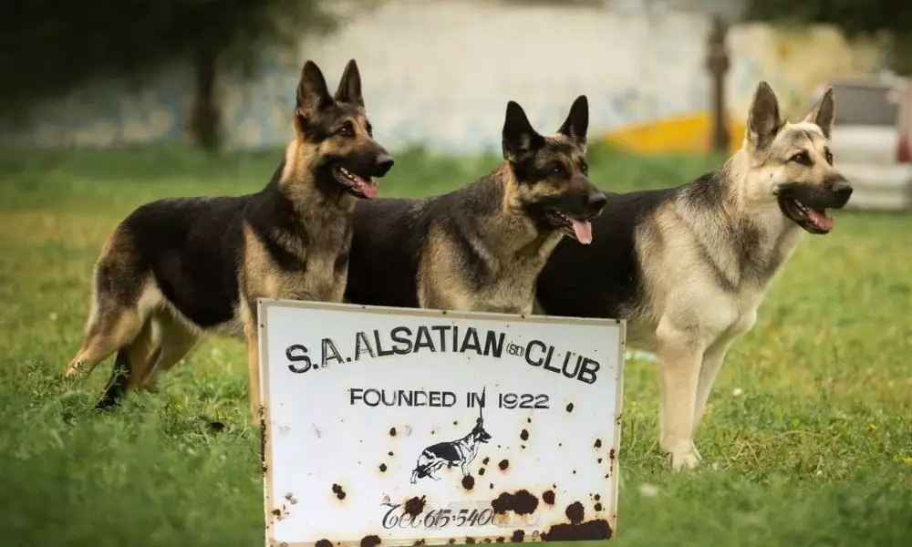 German Shepherd Club Celebrates 100 Years | German Shepherd Country