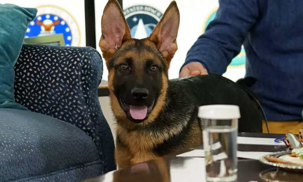 White House German Shepherd Commander Makes TV Debut on Super Bowl ...