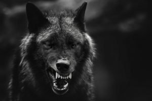 Wolf Dogs: Facts to Know Before Owning One | German Shepherd Country