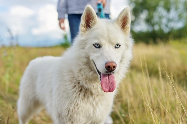 Wolf Dogs: Facts to Know Before Owning One | German Shepherd Country