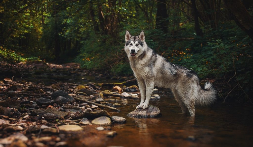 Wolf Dogs: Facts to Know Before Owning One | German Shepherd Country