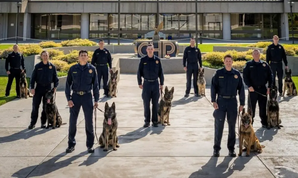 Nine New K9 Officers Ready for Duty in California | German Shepherd Country