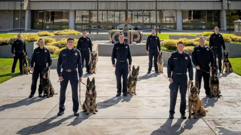 Nine New K9 Officers Ready for Duty in California | German Shepherd Country