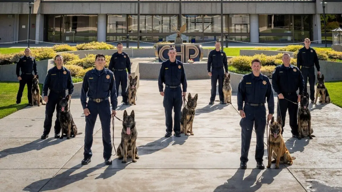 Nine New K9 Officers Ready for Duty in California | German Shepherd Country