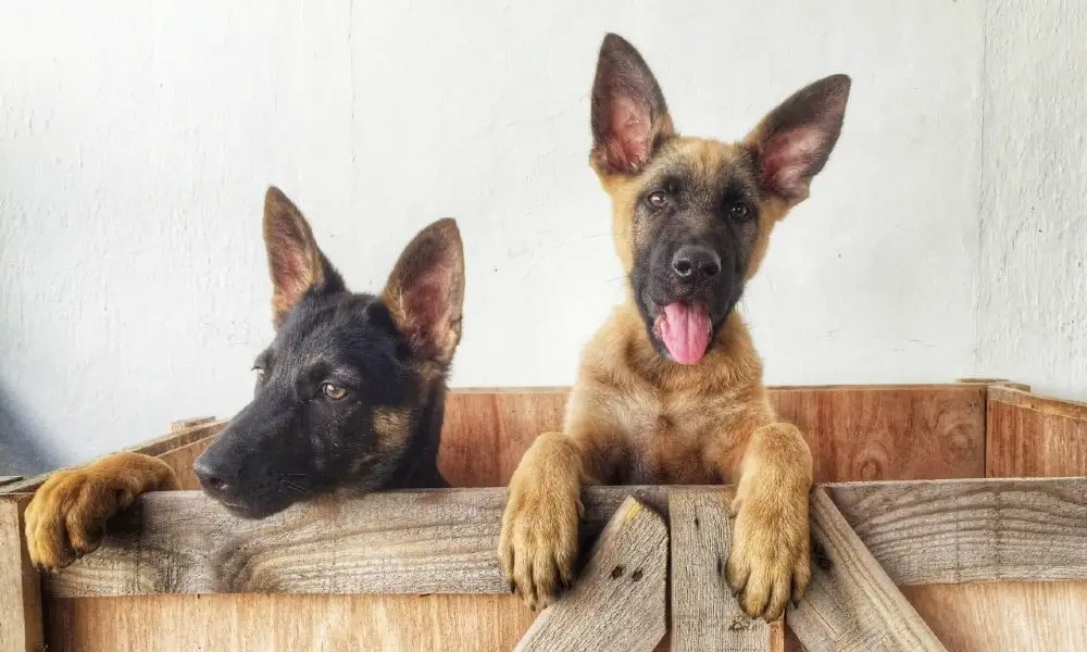 Dog Aging Project to Help Your Dog Live Longer | German Shepherd Country