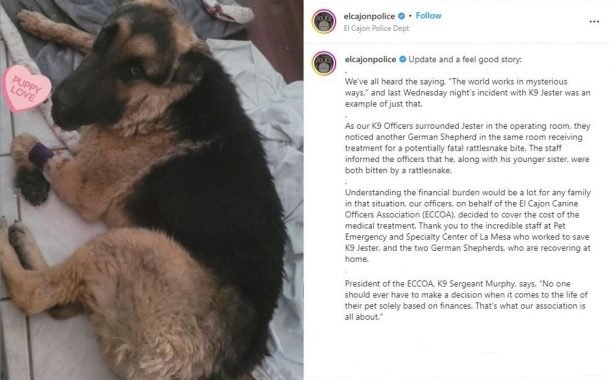 K9 Jester Stabbed and K9 Officers Help German Shepherds in ER | German ...