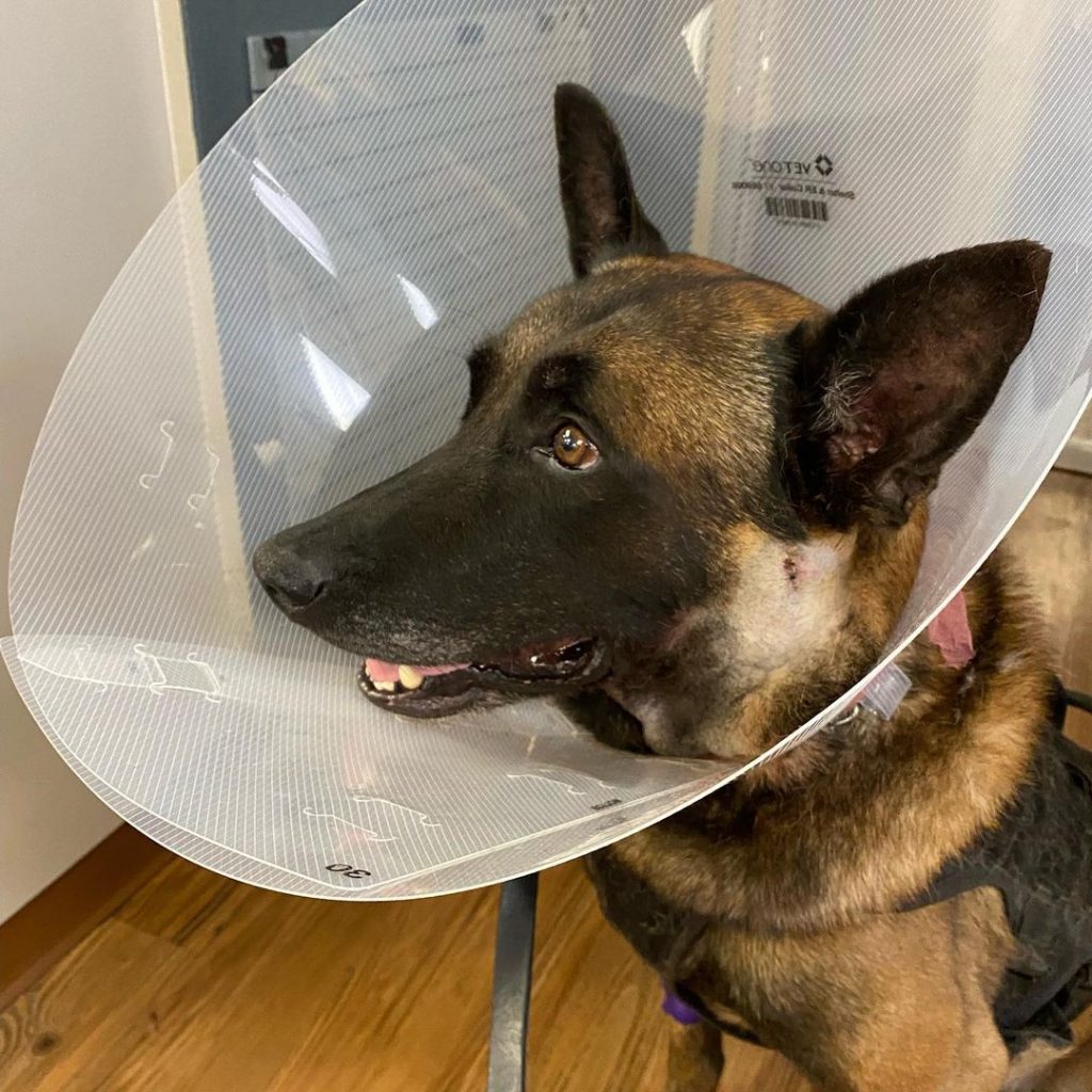 K9 Jester Stabbed and K9 Officers Help German Shepherds in ER | German ...