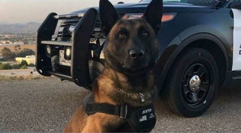 K9 Jester Stabbed and K9 Officers Help German Shepherds in ER | German ...